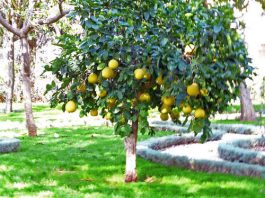 All About Pomelo: History, Nutrition, Medicinal Uses and More ...