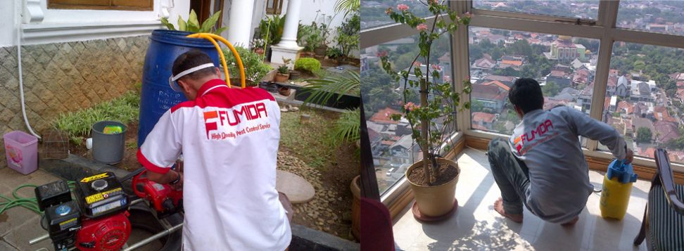 5 Recommended Pest Control Services in Jakarta - Indoindians.com