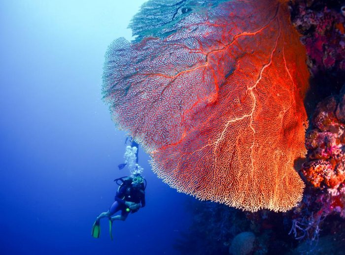 5 Favorite Diving Spots in Bali - Indoindians.com