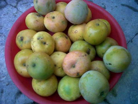 7 Popular Indonesian Mangoes You #MustTry - Indoindians.com