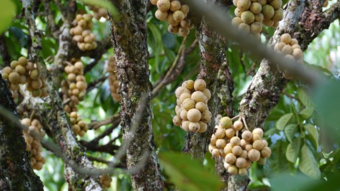 #IndonesianFruits: Duku or Langsat - Indoindians.com