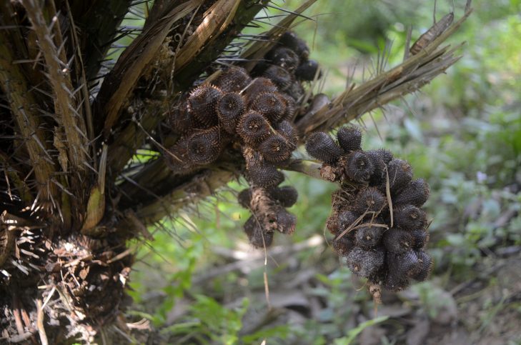 Everything You Need to Know about Snake Fruit or Salak - Indoindians.com