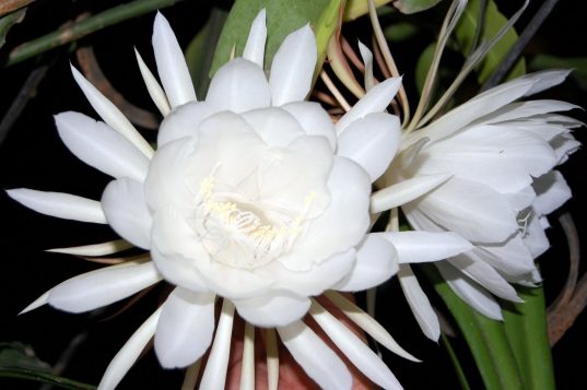 The 8 Most Beautiful & Mystical Flowers of India - Indoindians.com