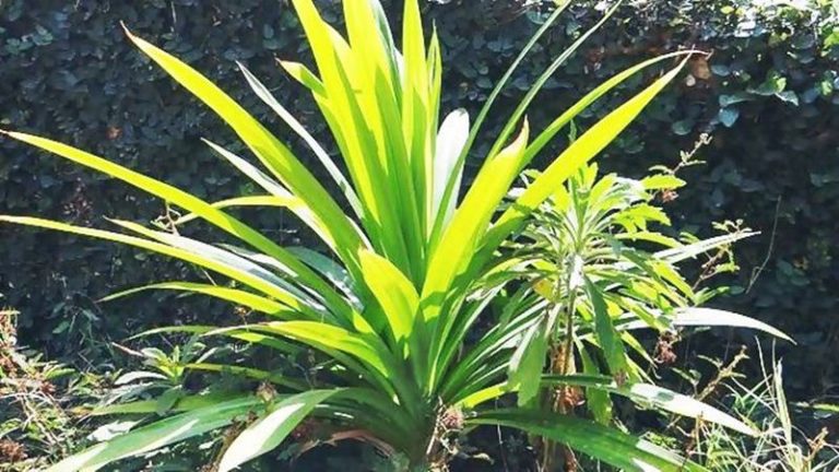All About Pandan and its Usage - Indoindians.com