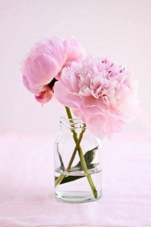 Feng Shui Peony Flower Plant Best Flower Site