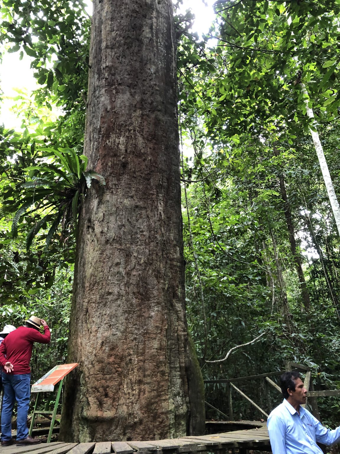 A Walk in the Borneo Jungle by Nivedita Mitra - Indoindians.com