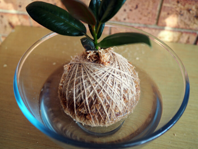 Kokedama 101: What it is, History, How To Make It and More ...