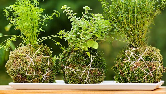 Kokedama 101: What it is, History, How To Make It and More ...