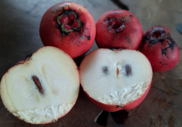 Know More About The Rare Fruits of Indonesia - Indoindians.com