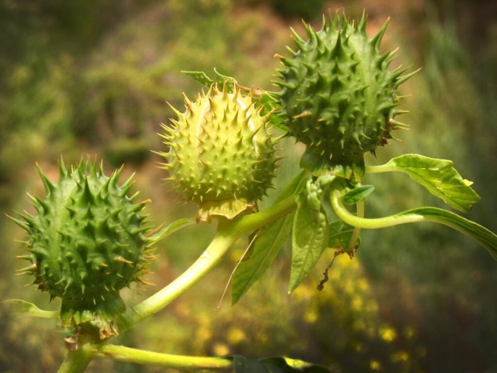 List of Flowers Loved by Hindu Gods - Indoindians.com