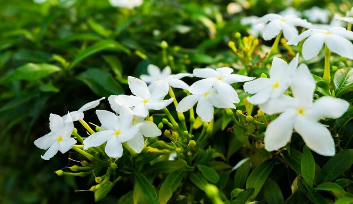 What is Sesajen? Here Are The Mystical Flowers of Indonesia ...