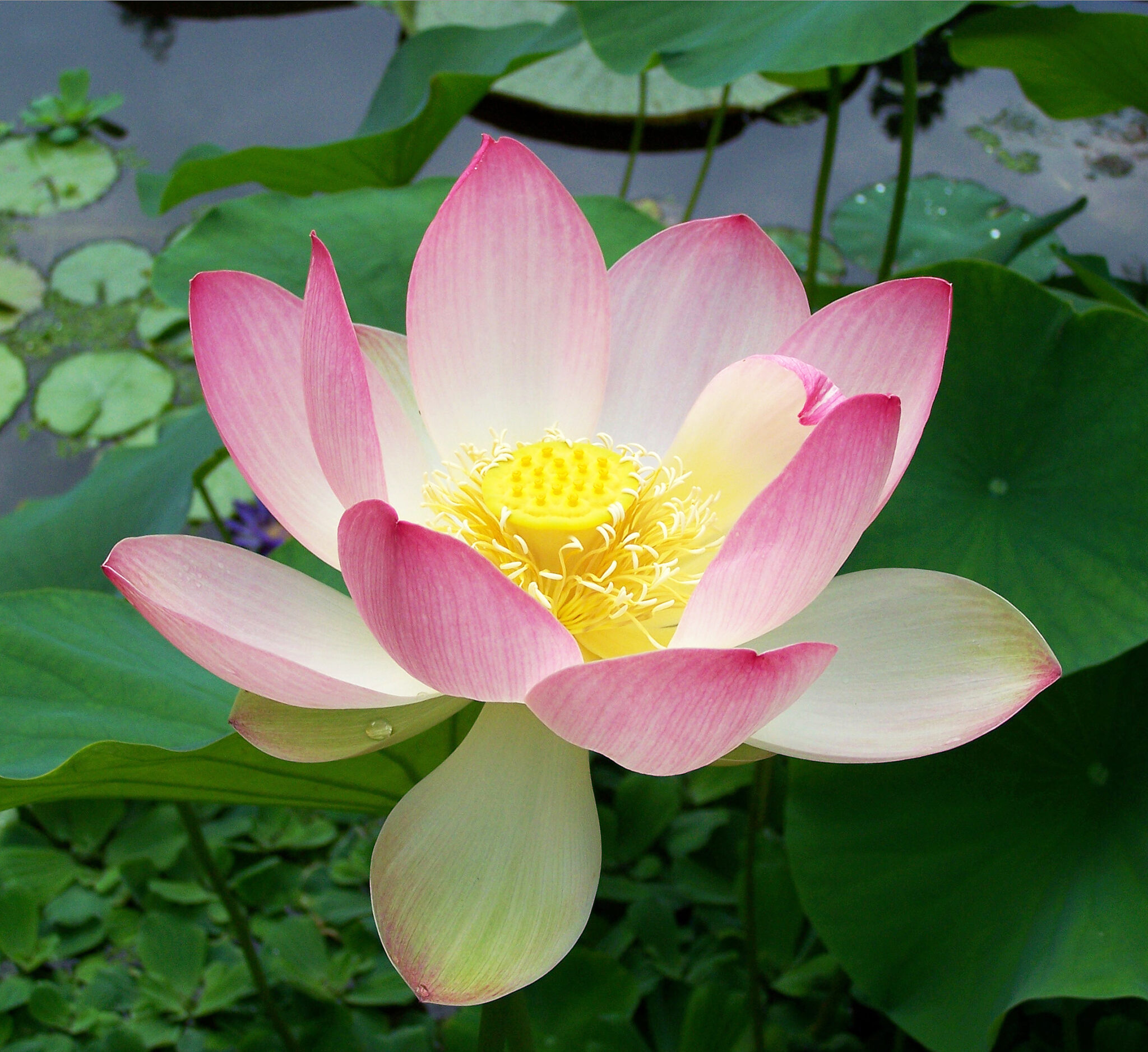 List of Flowers Loved by Hindu Gods - Indoindians.com