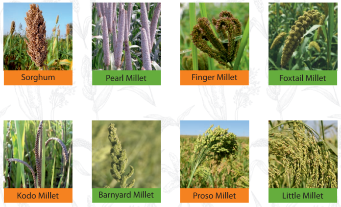Millets Rediscovered - Indoindians.com