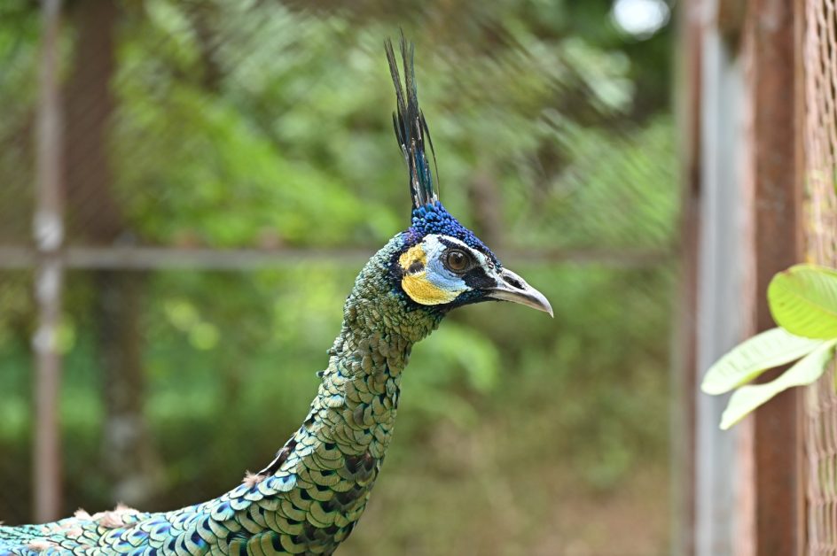 Lampung Marriott Resort & Spa Emerges For Indian Families