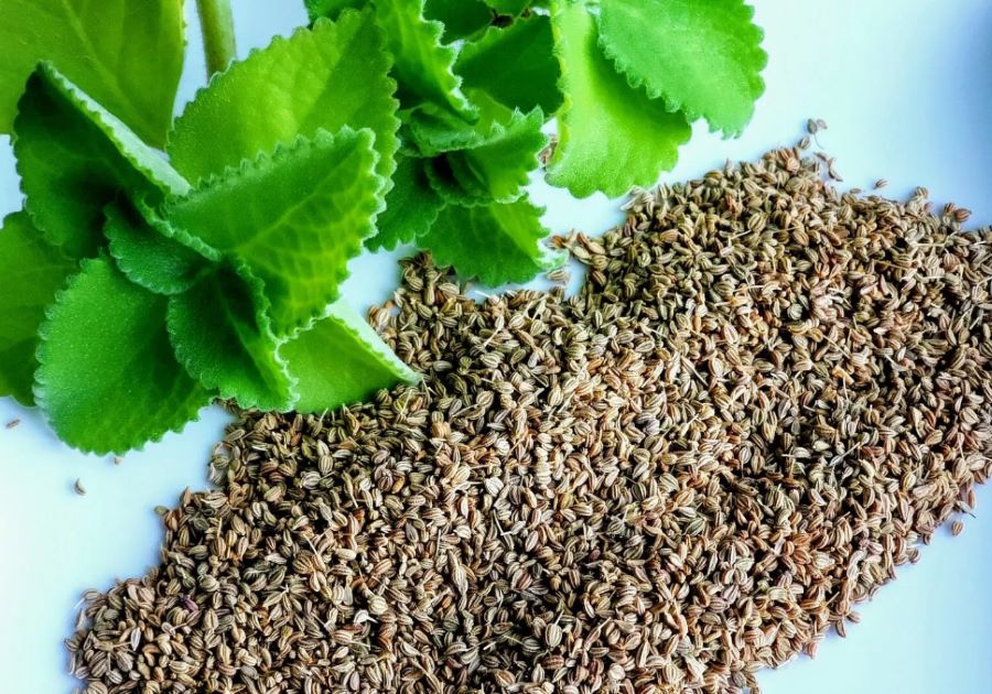 Warm Ajwain Water: A Traditional Indian Drink for Weight Loss and Wellness